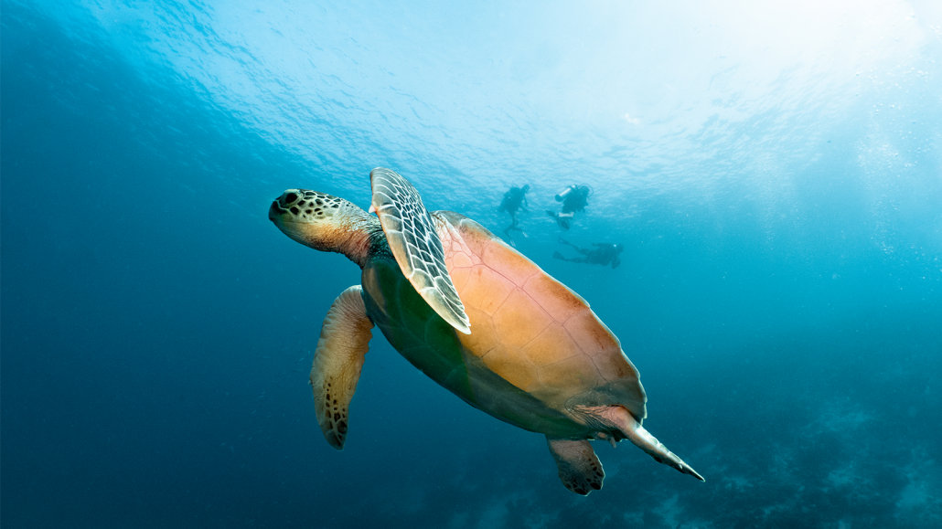 DBI Fari Veli - Excursions, Diving, Boat Charters & Water Sports